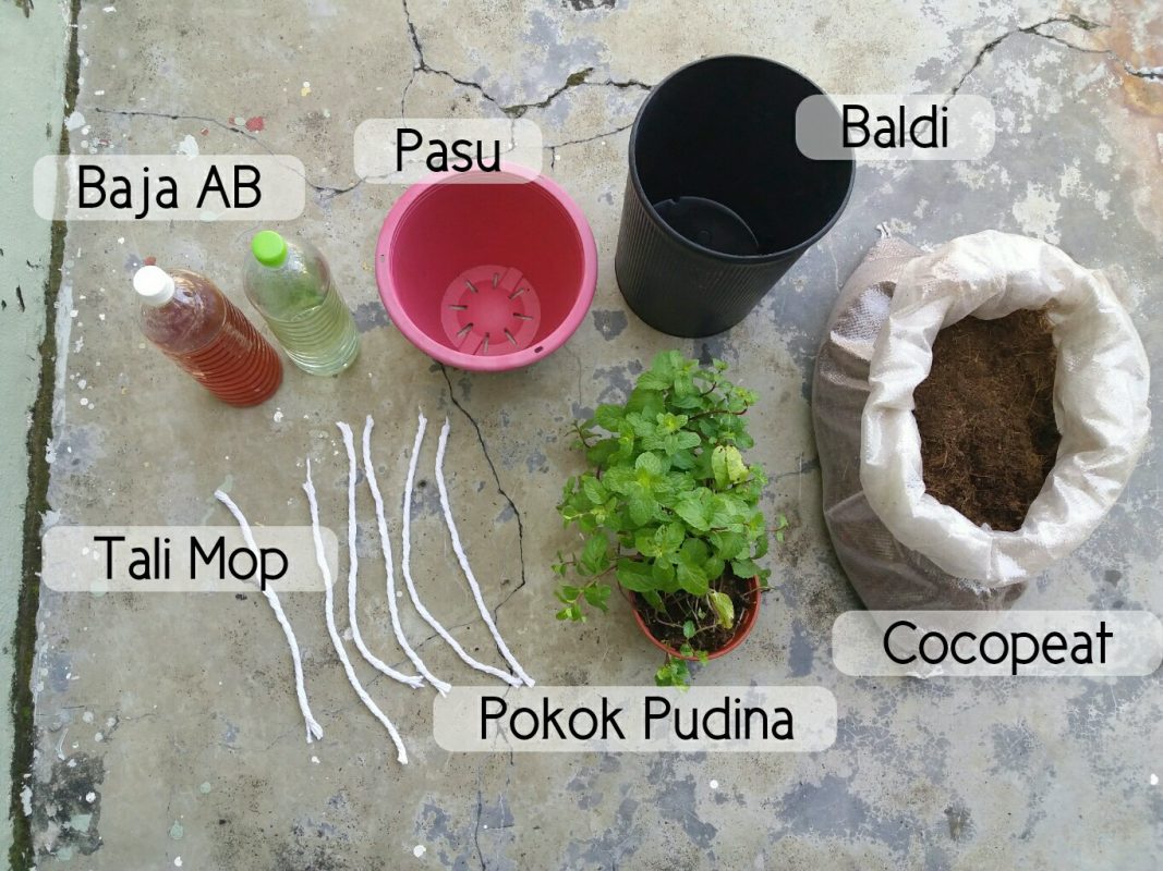 Cara Mudah Tanam Pokok Pudina, Tinggal Seminggu Tak Bersiram Pun Masih ...