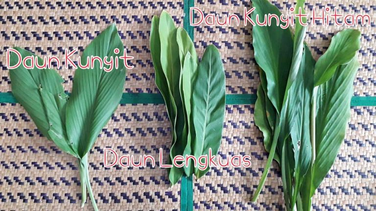 11 Daun Air Mandian Herba, Lembutkan Urat Saraf Ibu Selepas Bersalin