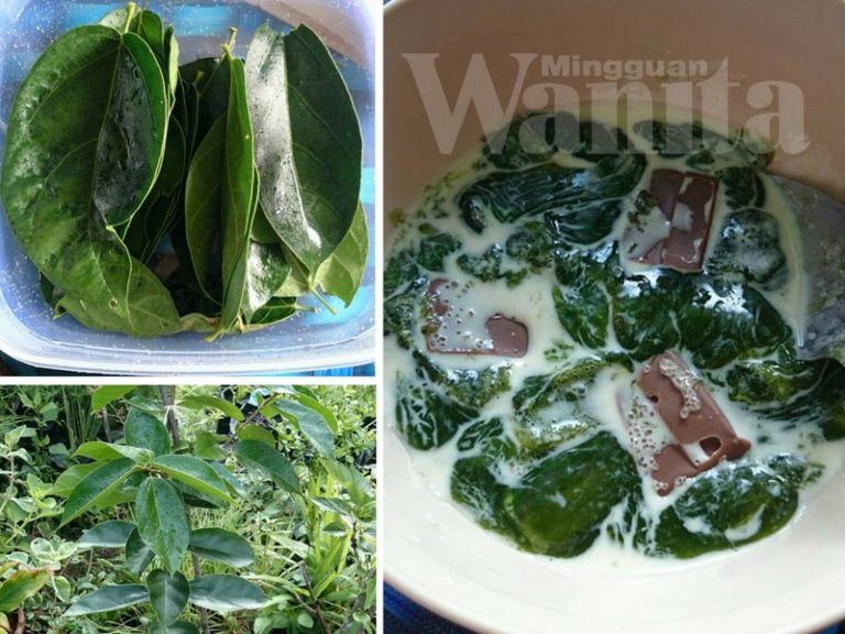 Mudahnya Buat Cincau Hijau Dari Pokok Jenis Perdu, Cuma Ramas Tak Perlu ...