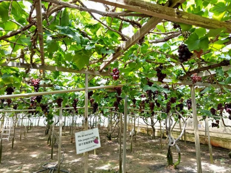 Ikut Resepi Arwah Maknya, Wanita Ini Dedah Cara Buat Lepat Bunga Cica ...