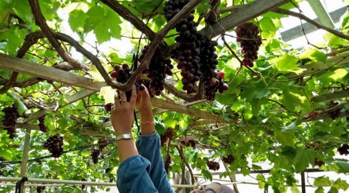 Ikut Resepi Arwah Maknya, Wanita Ini Dedah Cara Buat Lepat Bunga Cica ...