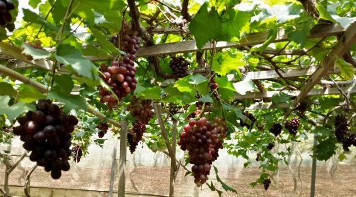 Ikut Resepi Arwah Maknya, Wanita Ini Dedah Cara Buat Lepat Bunga Cica ...