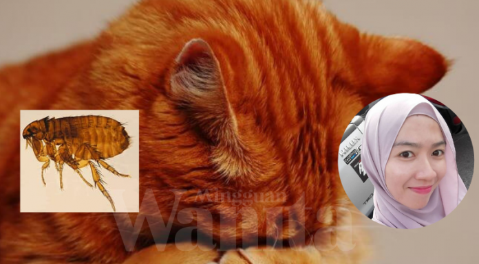 Wanita Ini Kongsi Tip Berkesan Hilangkan Kutu Pada Badan Kucing