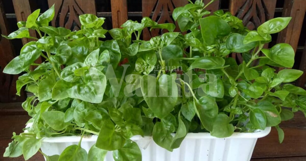 Dah Makan Ubat Kolesterol, Bukan Lesen Tetap Makan Makanan Berminyak ...