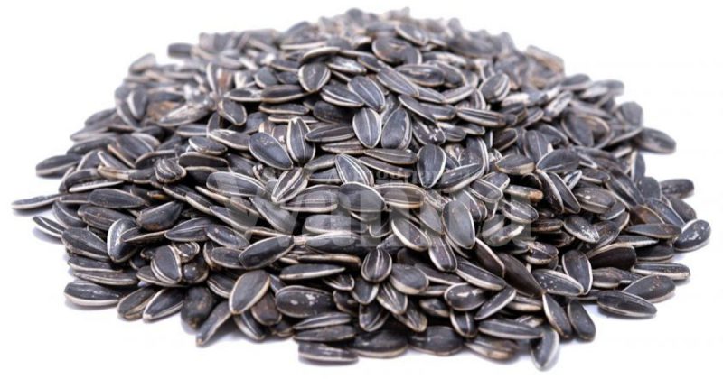 Ini Sebab Kita Patut Pilih Biji Bunga Matahari Sebagai Kudapan Sihat ...