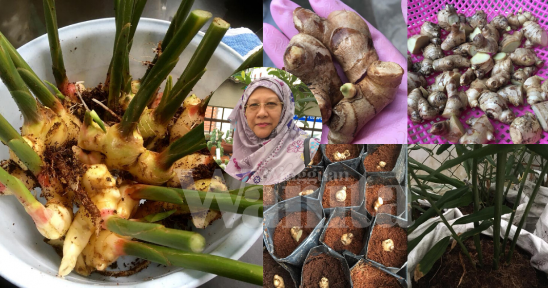 Tanam HALIA Sendiri Siram Dua Hari Sekali, Selepas Seminggu Keluar ...