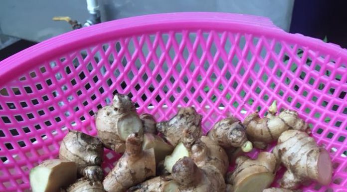 Tanam HALIA Sendiri Siram Dua Hari Sekali, Selepas Seminggu Keluar ...