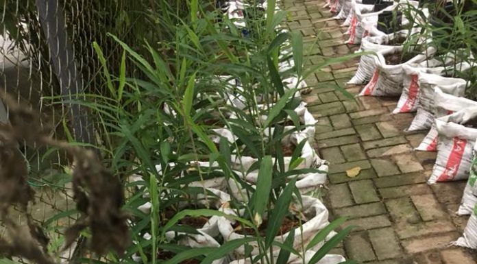 Tanam HALIA Sendiri Siram Dua Hari Sekali, Selepas Seminggu Keluar ...