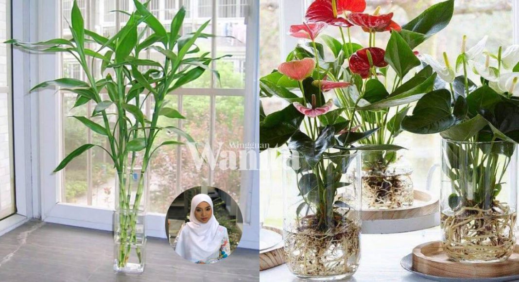 Rendam Pokok Kecil Dalam Air, Tak Perlu Siram. Cantik Buat Hiasan Rumah