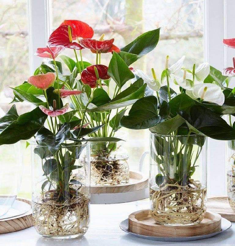 10 Jenis Pokok Besar Sesuai Jadi Tanaman "Indoor",Penyeri Rumah! - Impiana