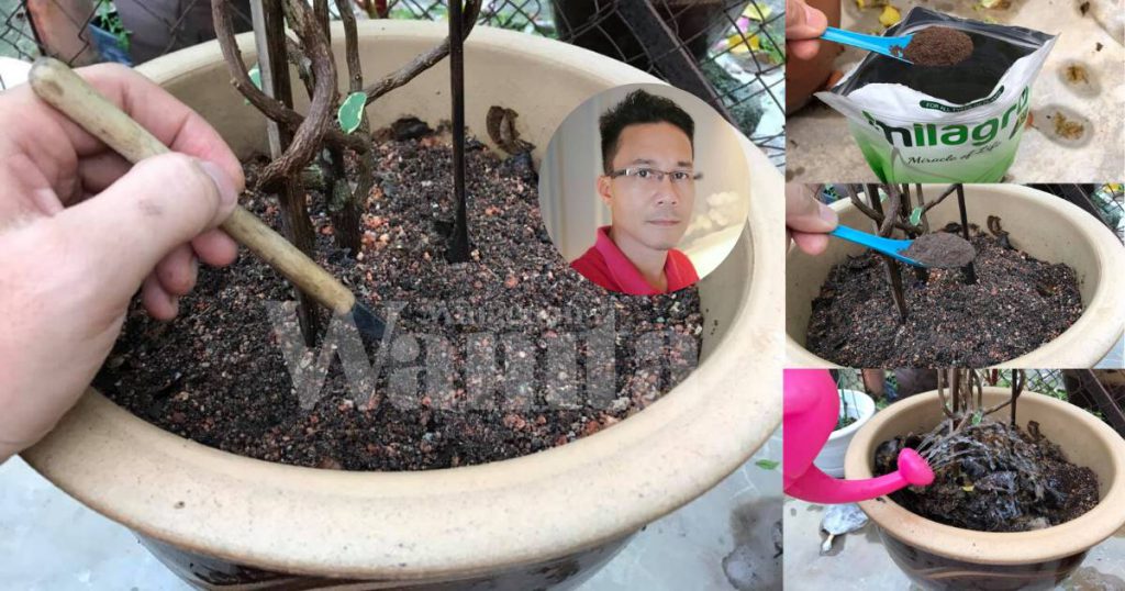 Tip Untuk Beginner, Panduan LENGKAP Membaja Pokok Dalam Pasu Atau Bekas