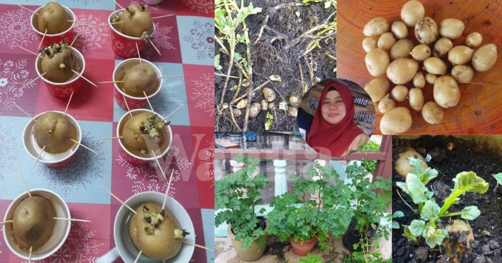 Gaul Dengan Tepung Gandum SEBELUM Goreng, Rahsia Ikan Bilis Kekal ...