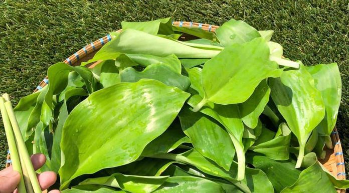 Kerabu CEKUR Stail Kelantan, Banyak KHASIAT Ratah Macam Tu Pun Sedap ...