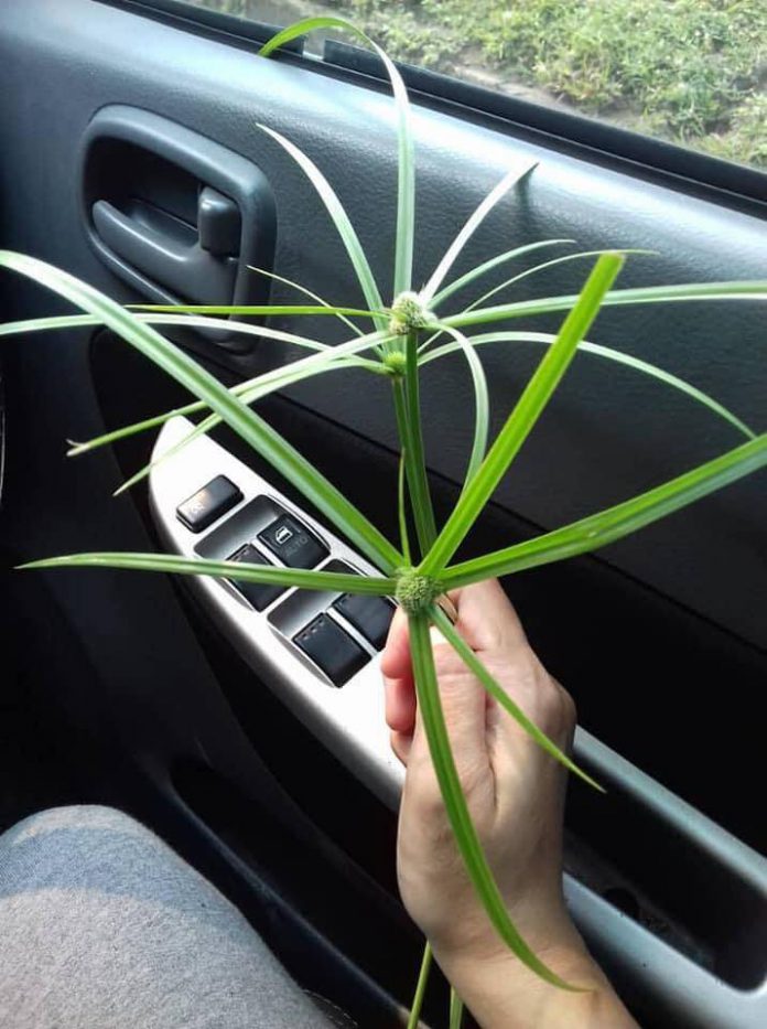 Air Rebusan RUMPUT PENDUL, Berkesan Rawat KUCING Sakit Parvo, Selsema ...