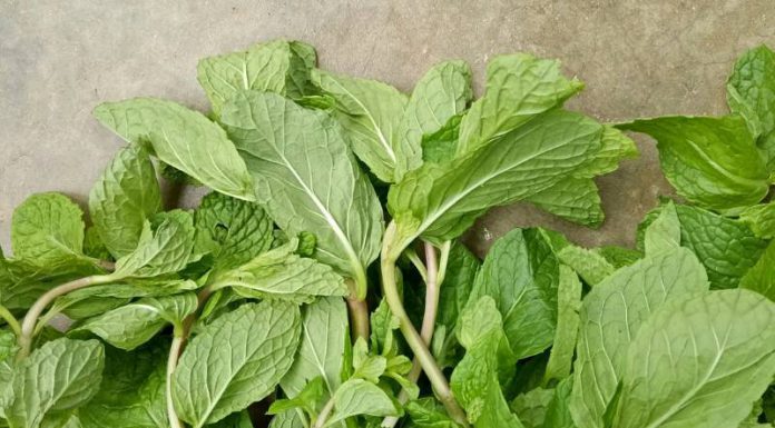 Cubalah Tanam Pokok Pudina Guna Keratan Batang Segar, Merimbun Daunnya!