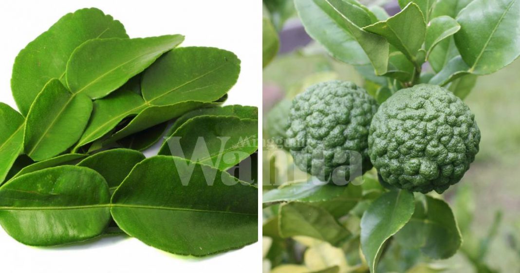 Selain Penyedap Sup Tomyam, Daun Limau Purut Berkhasiat & Banyak ...