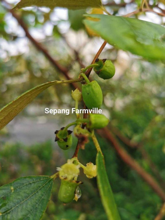 Gaul Dengan Tepung Gandum SEBELUM Goreng, Rahsia Ikan Bilis Kekal ...