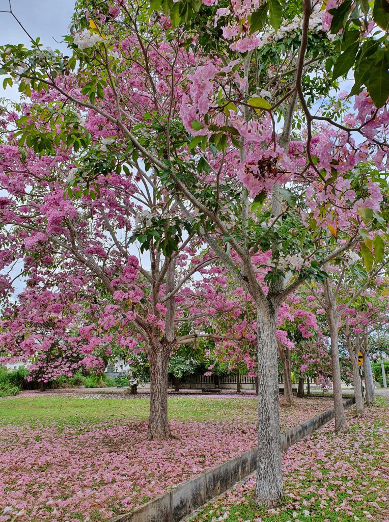 “Tak Payah Pergi Jepun” Cantiknya, Malaysia Dilanda ‘Musim Bunga Sakura’