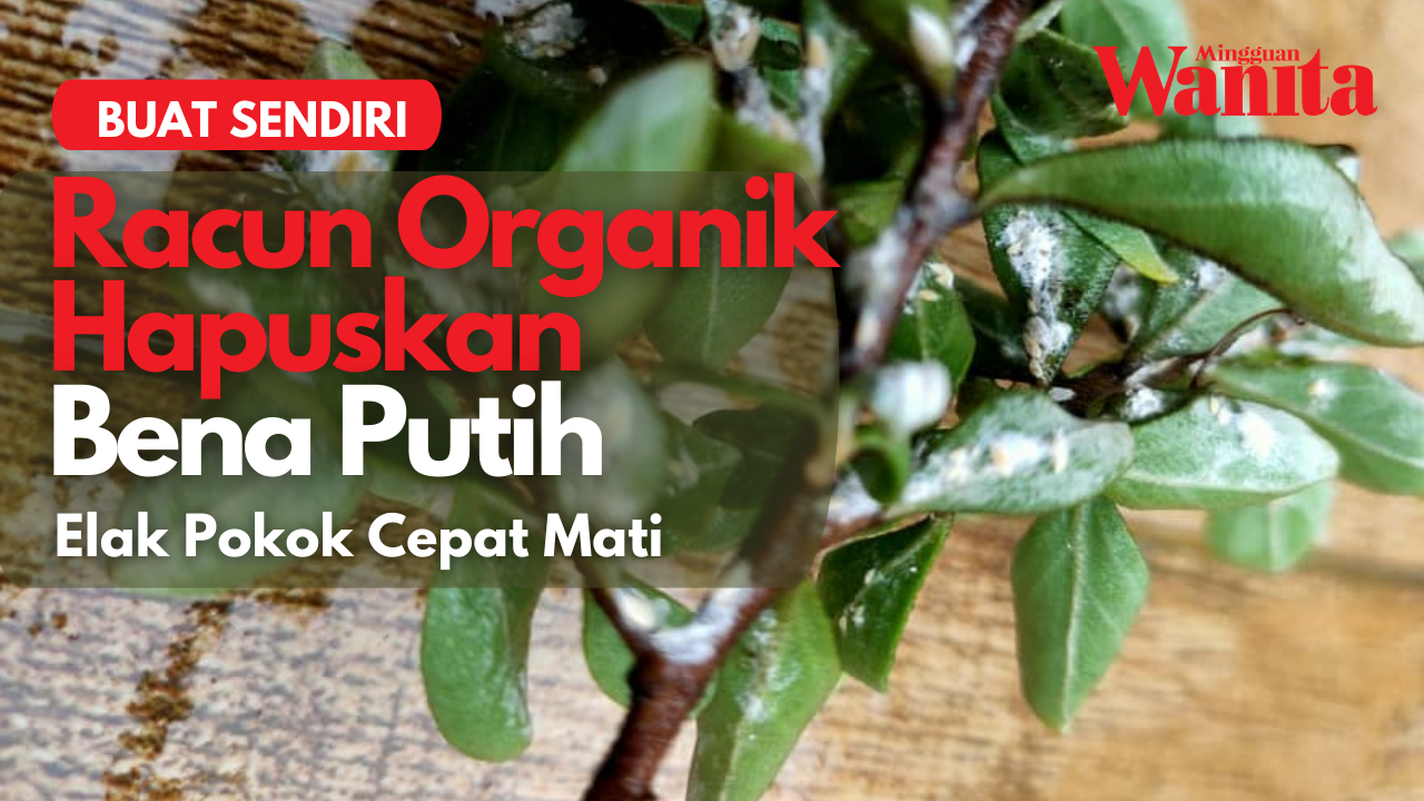 DIY Racun Organik Hapuskan Bena Putih