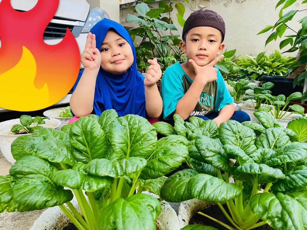 Tak Payah Kukus, Tanak Pulut Dalam Rice Cooker LAPIK Penutup Periuk ...