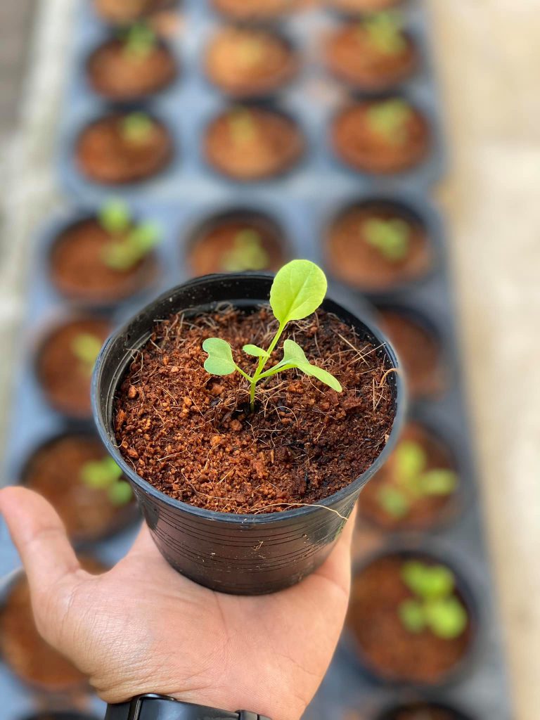 Tak Payah Kukus, Tanak Pulut Dalam Rice Cooker LAPIK Penutup Periuk ...