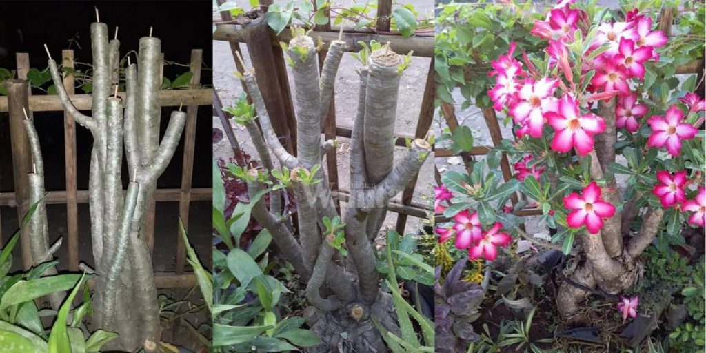 Begini Caranya Pokok KEMBOJA CINA Banyak Tunas, Berbunga Lebat Merimbun!