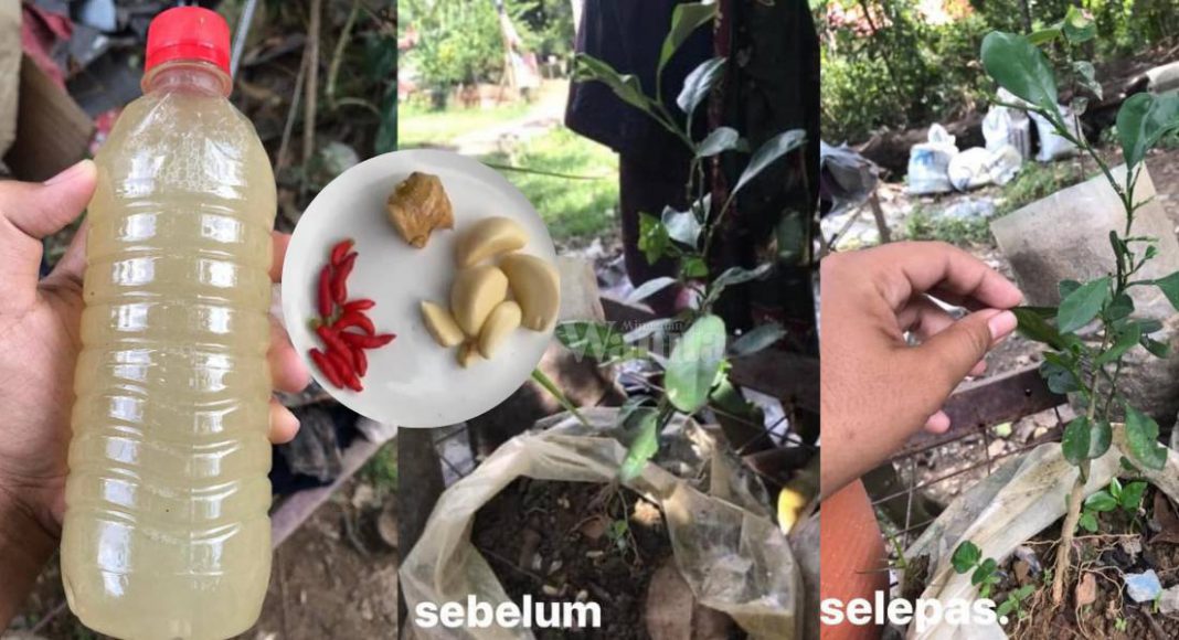 Buat Sendiri & Sembur RACUN ORGANIK, Tiada Lagi Ulat Beluncas Makan Daun!