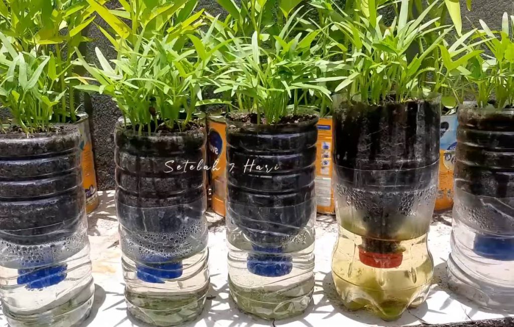 CARA Tanam KANGKUNG Dalam Botol, Tak Perlu Siram, Tanah Tak Kering!