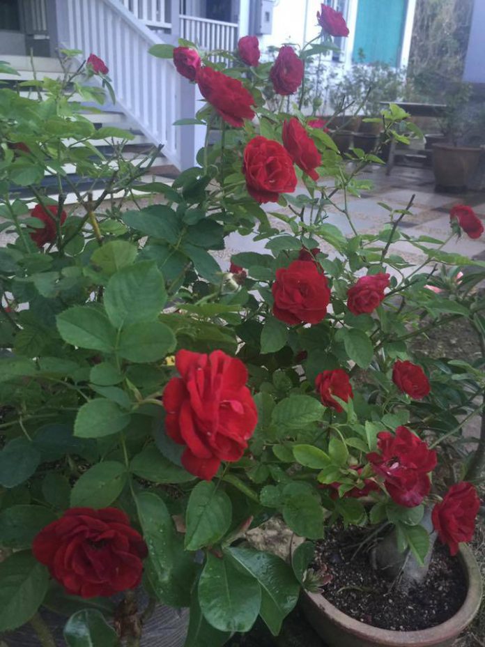 Kongsi Petua Hilangkan Jerawat Dan Jeragat Paling MURAH, Patutlah ...