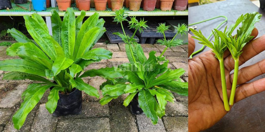 KETUMBAR JAWA Daun Lebat Merimbun, Potong Setiap Kali Pokok Berbunga!