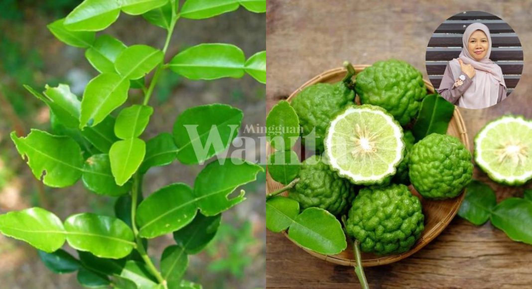 Mandi Air Limau Purut, Petua Hilangkan Rasa LEMAH & LETIH, Hilangkan ...