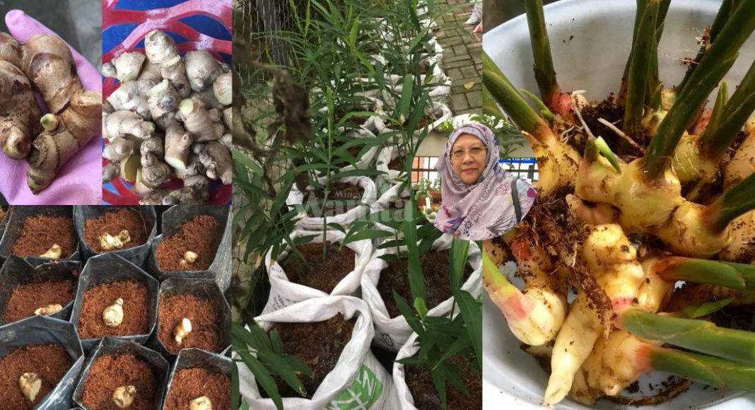 Gaul Dengan Tepung Gandum SEBELUM Goreng, Rahsia Ikan Bilis Kekal ...