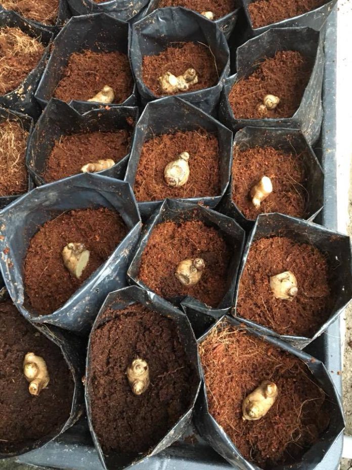 Gaul Dengan Tepung Gandum SEBELUM Goreng, Rahsia Ikan Bilis Kekal ...