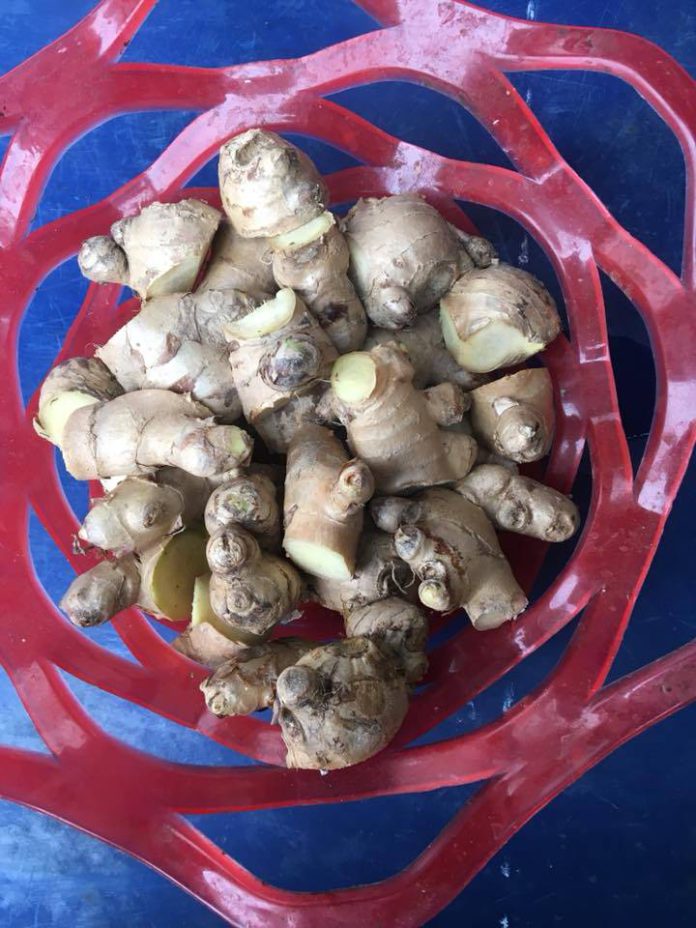 Gaul Dengan Tepung Gandum SEBELUM Goreng, Rahsia Ikan Bilis Kekal ...