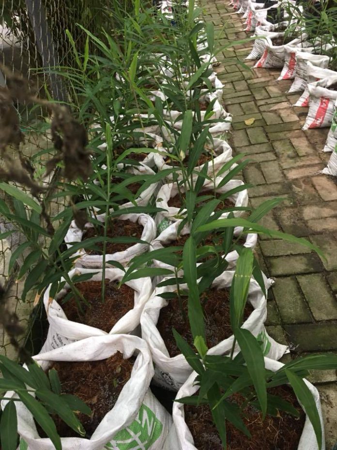 Gaul Dengan Tepung Gandum SEBELUM Goreng, Rahsia Ikan Bilis Kekal ...