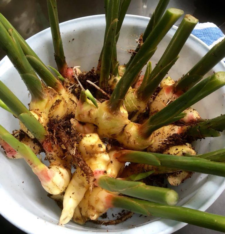 Gaul Dengan Tepung Gandum SEBELUM Goreng, Rahsia Ikan Bilis Kekal ...