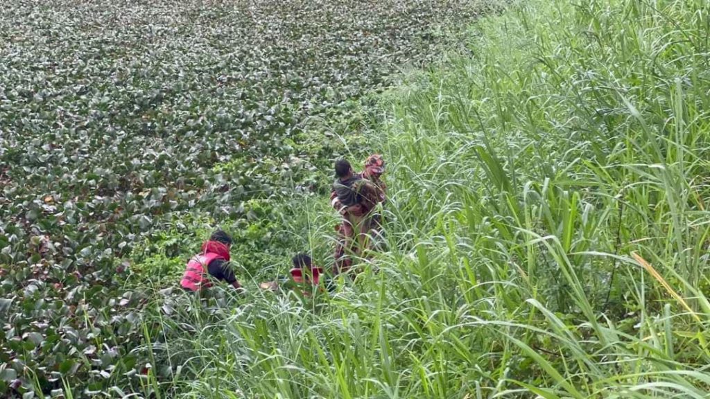 Keladi Bunting Di Kolam Kumbahan Jadi Tempat Berpaut, Ibu Saksi Anak ...