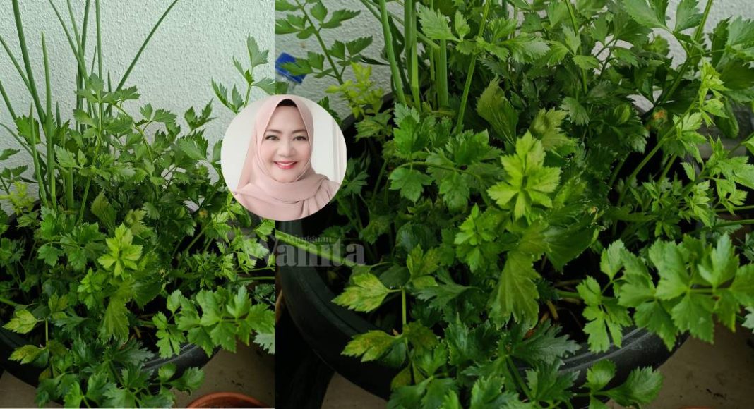 DAUN SUP Subur Segar Merimbun, Tak Payah Rendam Akar Tanam Terus!