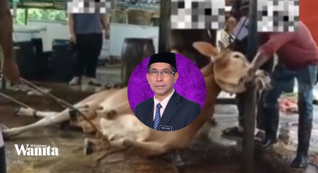 {VIDEO} Lembu Mati Tercekik Sebelum Korban, Ustaz Kongsi Pentingnya ...